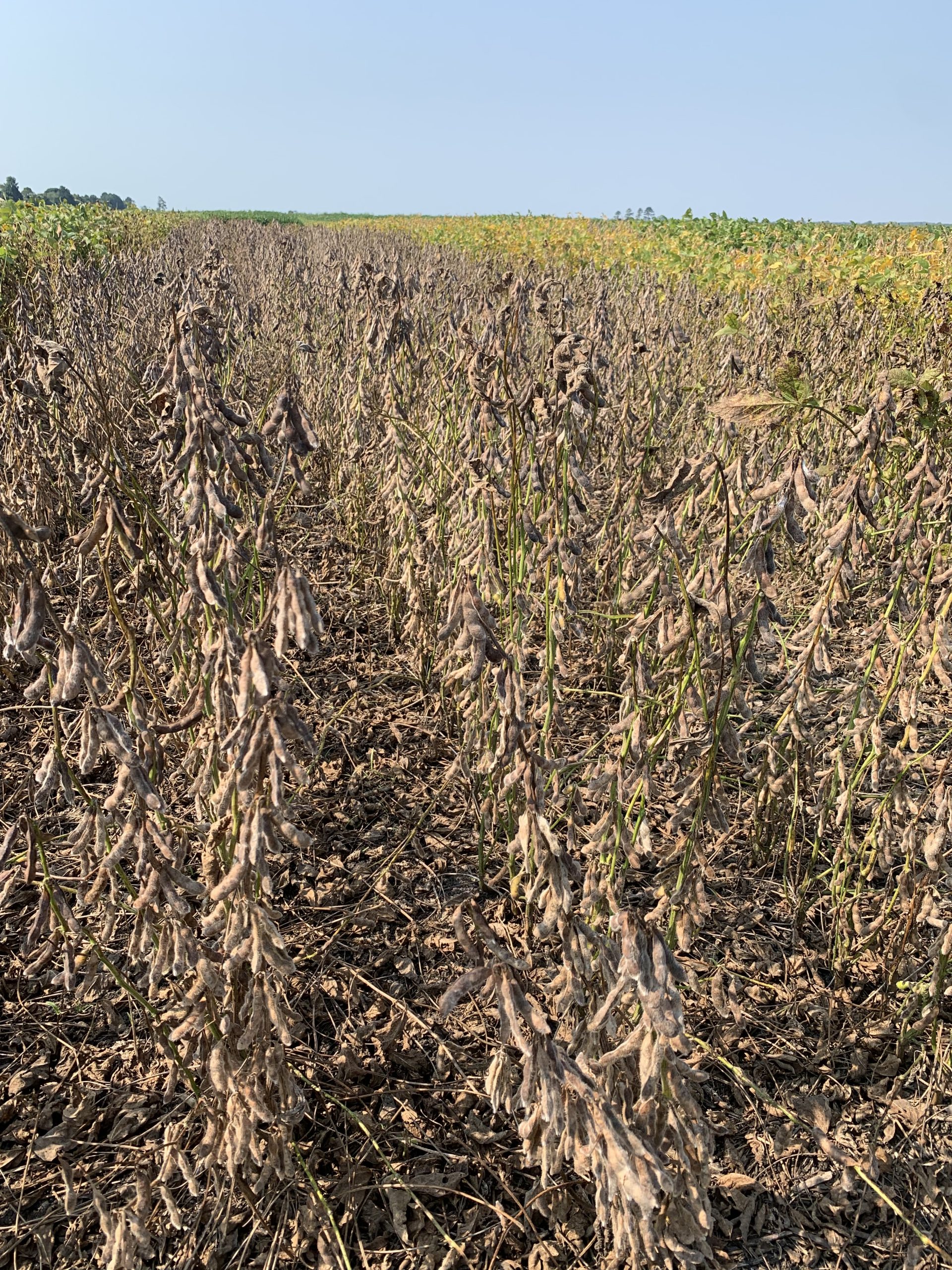 Soybean Water Use 101 - Science for Success