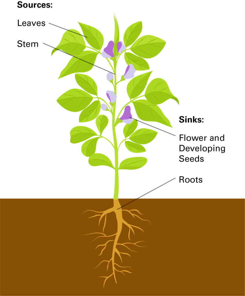 Understanding Green Stem in Soybeans