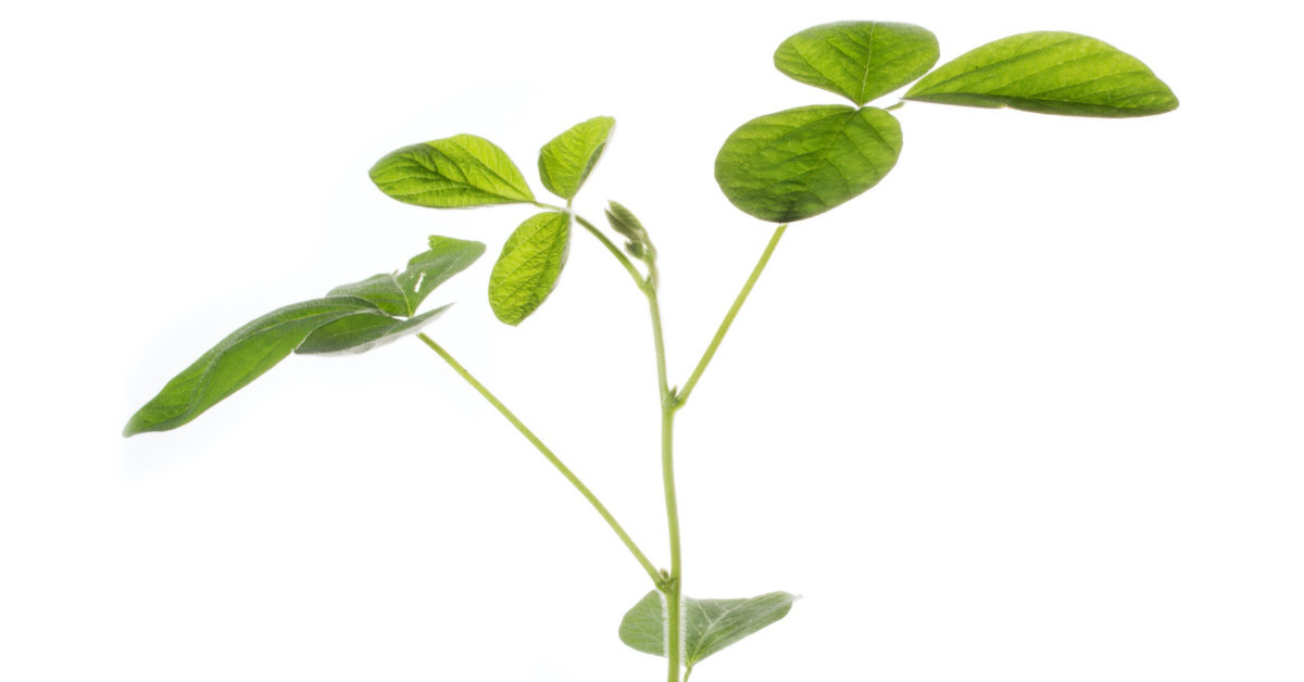 The Soybean Growth Cycle: Important Risks, Management, and Misconceptions