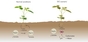 Iron Deficiency Chlorosis in Soybeans