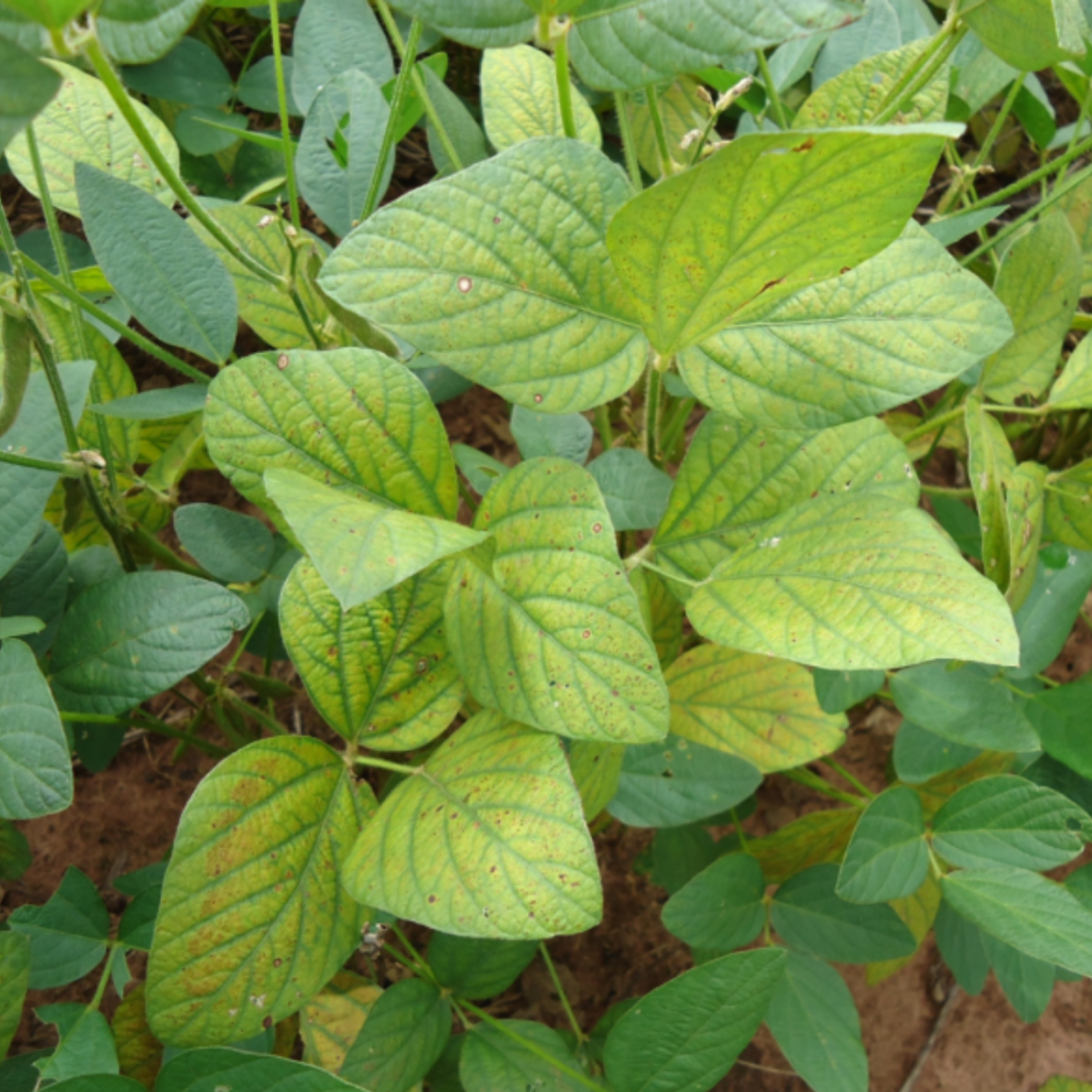 Diagnosing Nutrient Deficiency in Soybeans