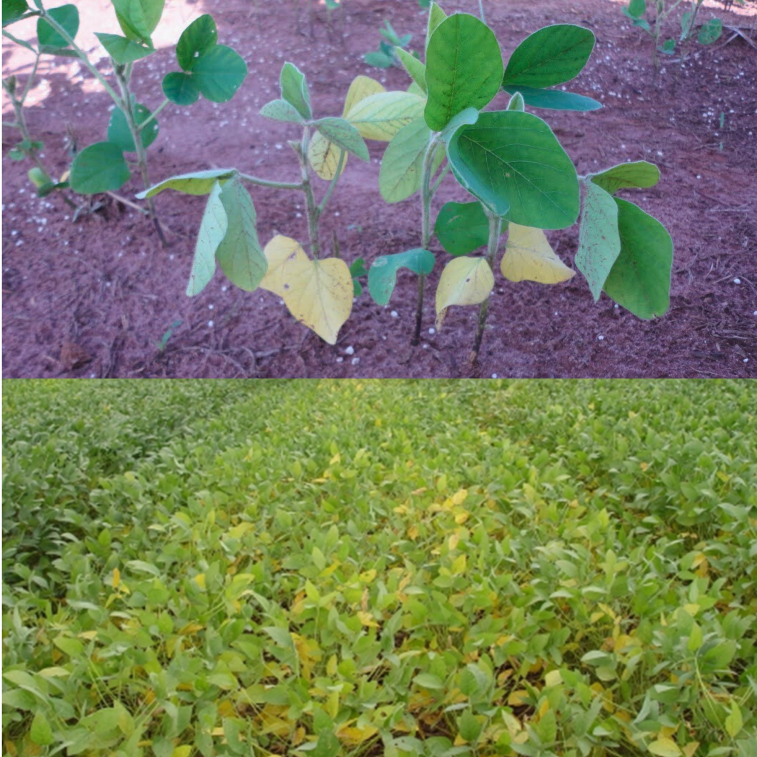 Diagnosing Nutrient Deficiency in Soybeans