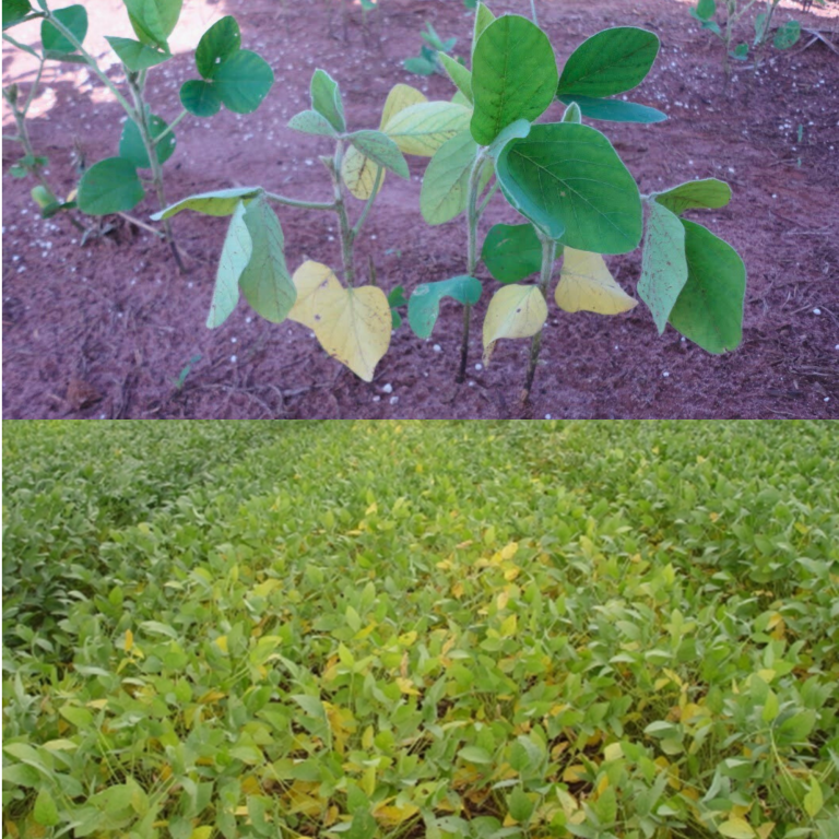 Diagnosing Nutrient Deficiency in Soybeans