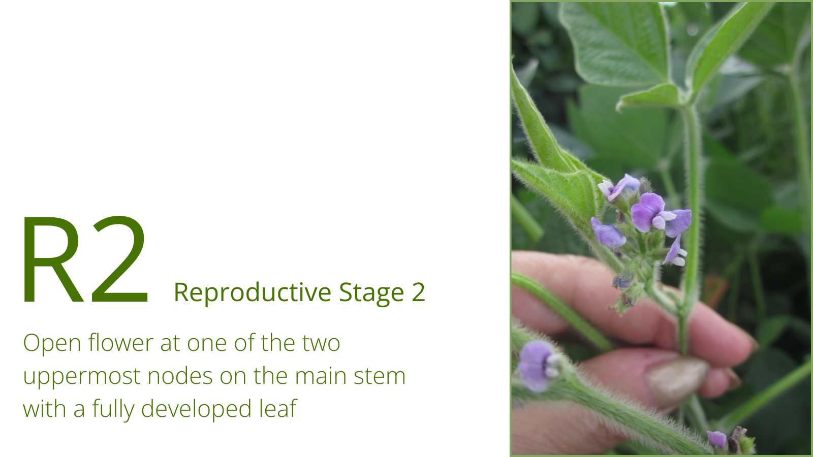 The Soybean Growth Cycle: Important Risks, Management, and Misconceptions