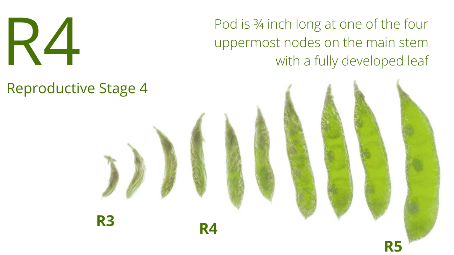 The Soybean Growth Cycle: Important Risks, Management, and Misconceptions