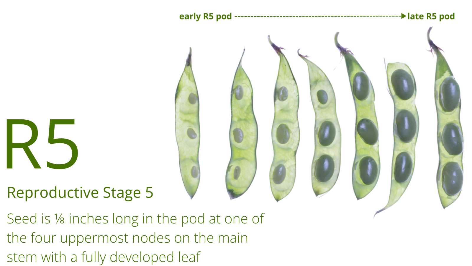 The Soybean Growth Cycle: Important Risks, Management, and Misconceptions