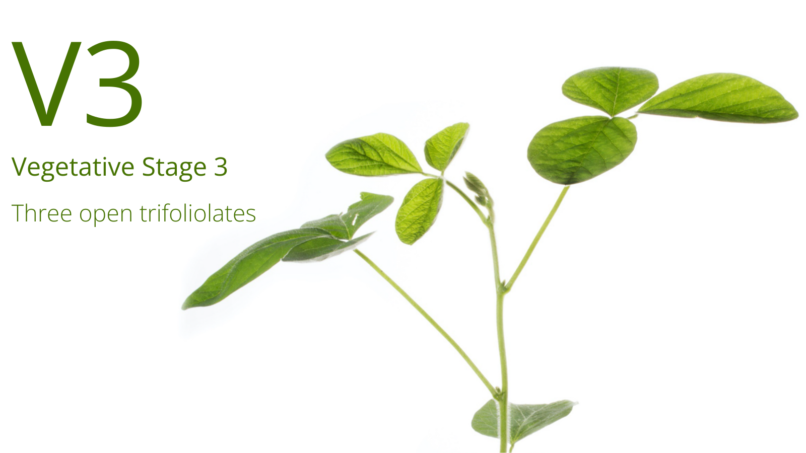 The Soybean Growth Cycle: Important Risks, Management, and Misconceptions