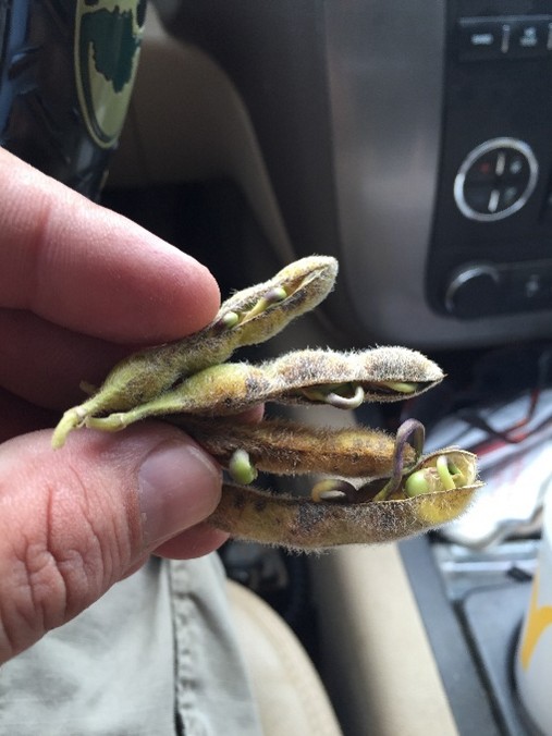 Issues with Splitting Pods and Sprouting Seeds in Soybeans - Science ...