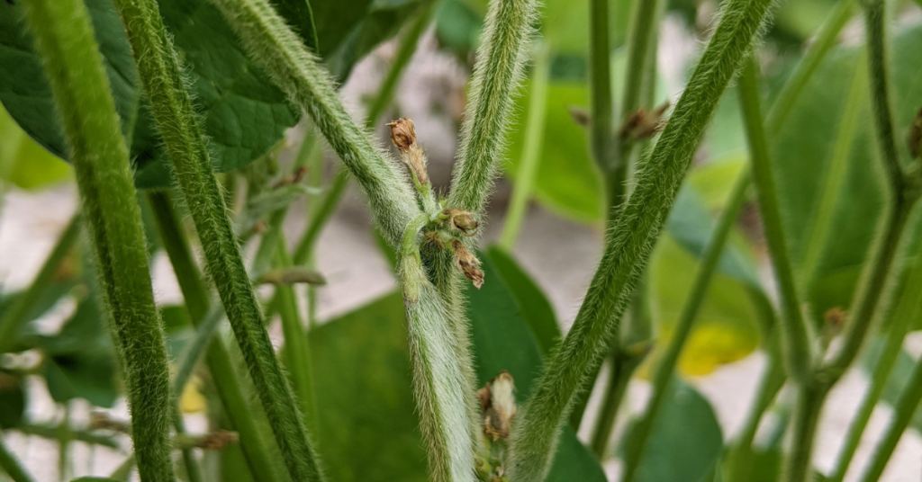 Soybean Inoculation and Nitrogen Fixation - Science for Success