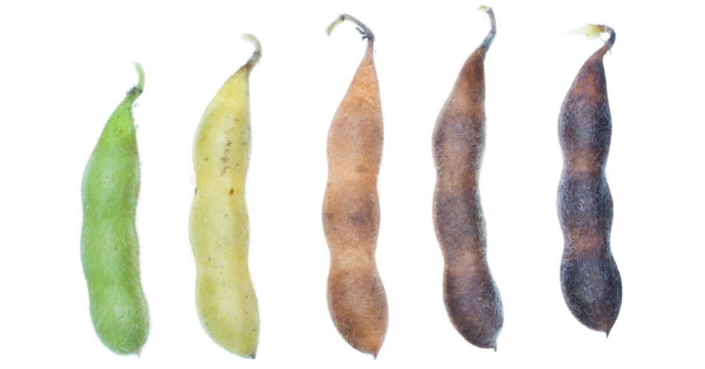 Soybean Water Use 101 - Science for Success