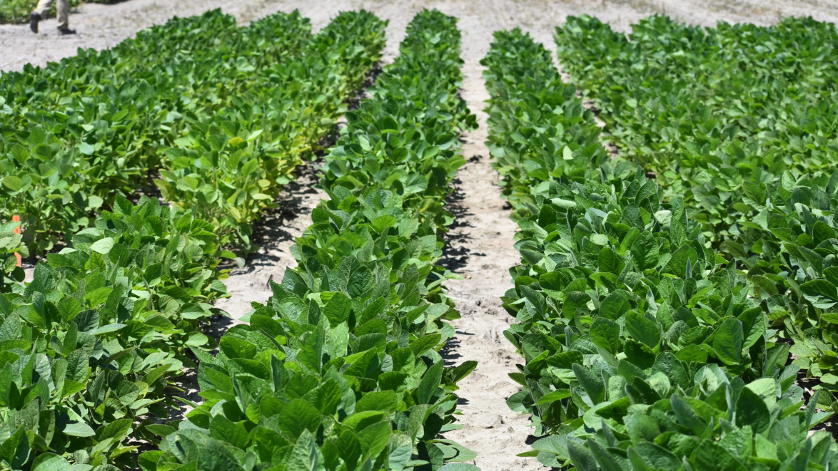 How To Pick The Right Soybean Row Spacing - Science for Success